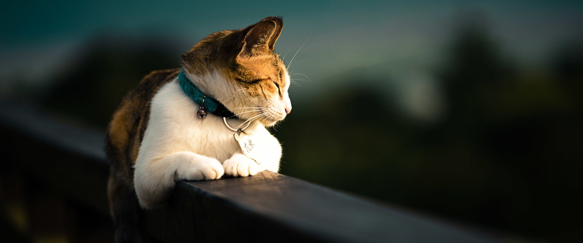 Enavant Petcare | Premium Vet Supplements & Wellness for Pets